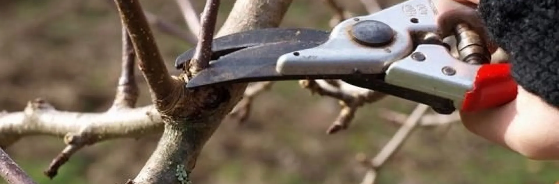 Hands-on Workshop: Dormant Fruit Tree Pruning - San Jose | UC Master Gardeners of Santa Clara County